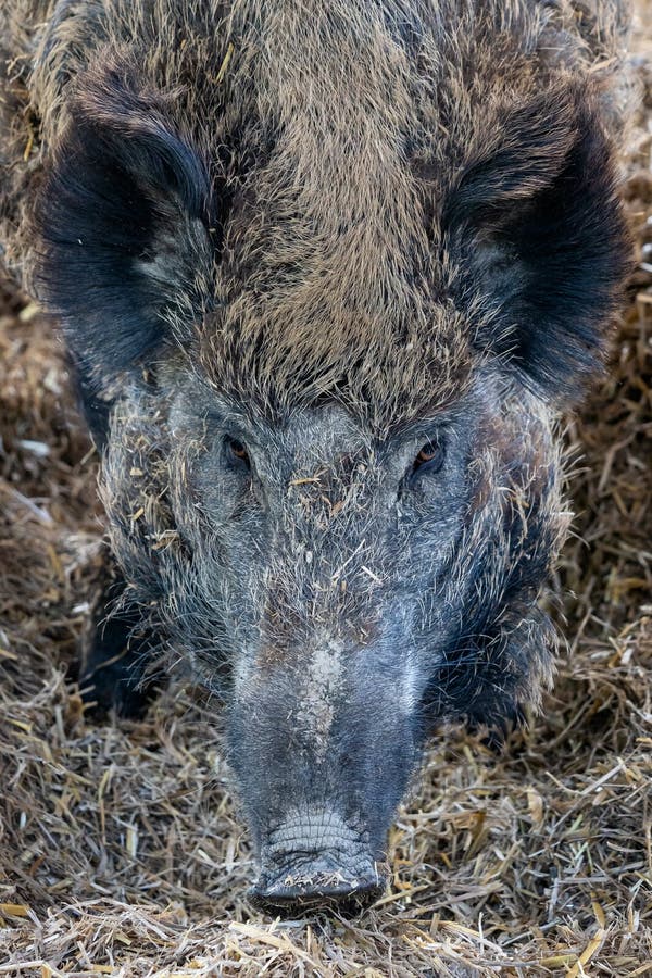 Wild Boar Sus Scrofa Resting on a Straw Stock Photo - Image of animal ...