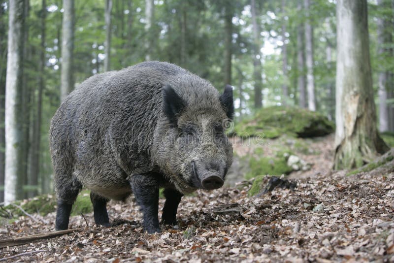Wild boar, Sus scrofa stock image. Image of wildlife - 35926569