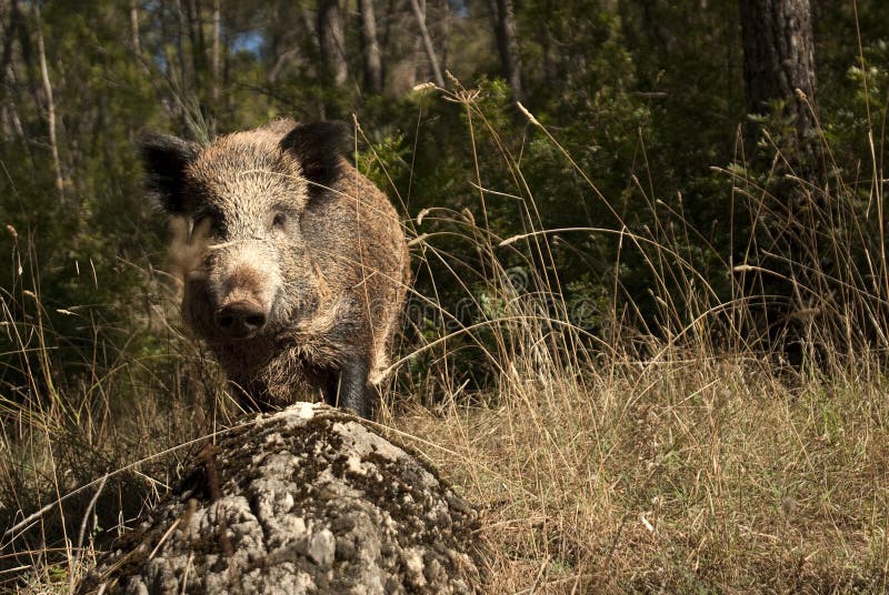 Wild Boar, Sus Scrofa, Spain Stock Image - Image of forest, naturaleza ...