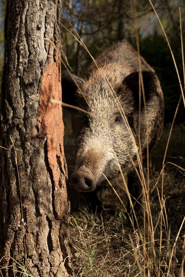 Wild Boar, Sus Scrofa, Spain Stock Photo - Image of portrait, hair ...
