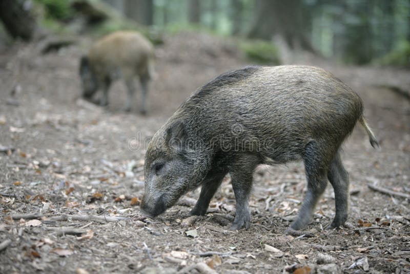 Wild-boar stock image. Image of tusker, wood, boar, autumn - 532421