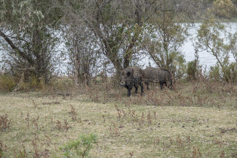 Wild Boar Sus Scrofa Walking Next To the Delta Danube River Stock Image ...