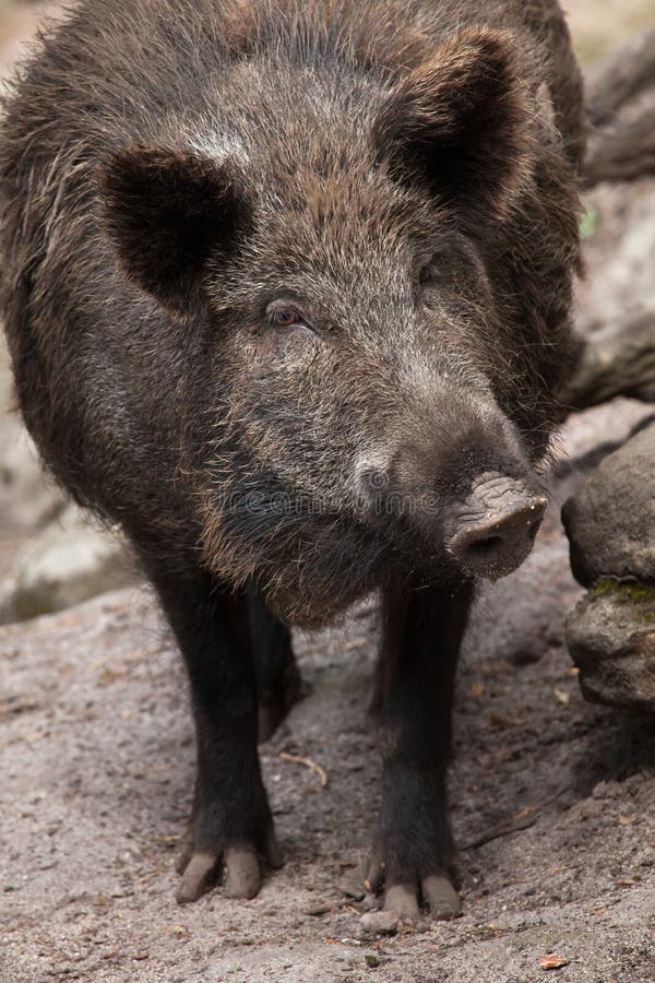 Wild boar (Sus scrofa). stock photo. Image of portrait - 76074788