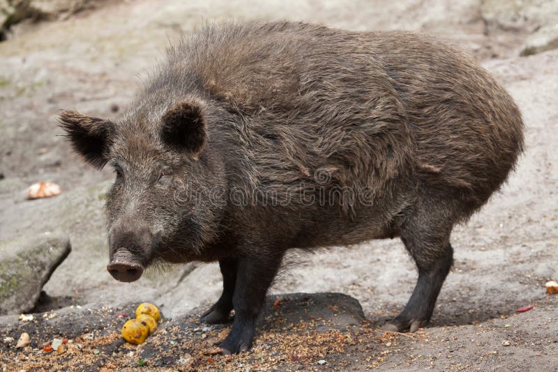 Wild boar (Sus scrofa). stock photo. Image of africa - 76230596