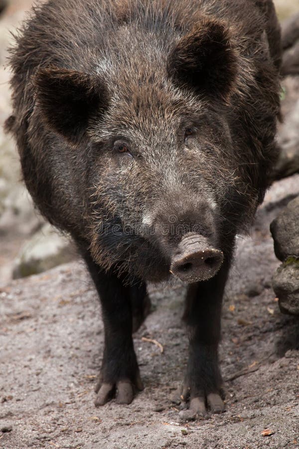 Wild boar (Sus scrofa). stock photo. Image of hoofed - 77343726