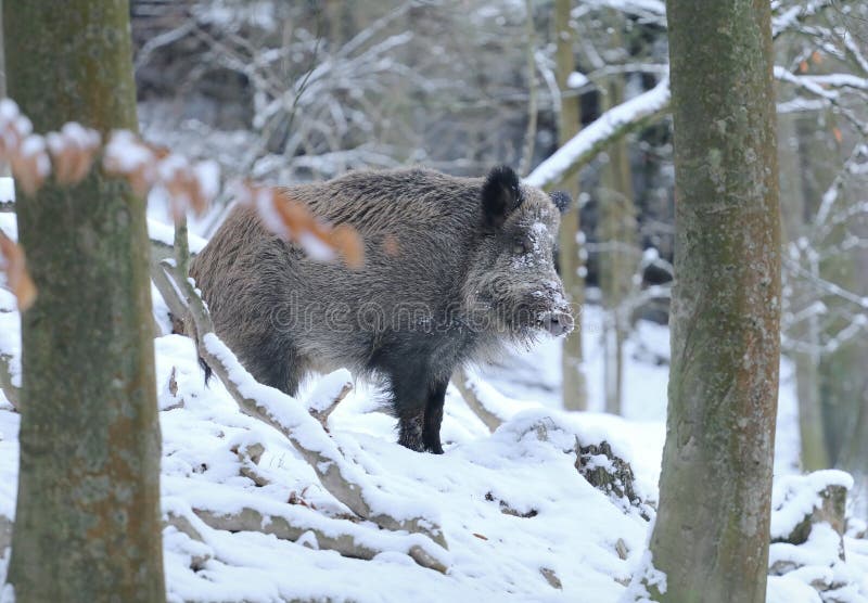 Wild Boar Sus Scrofa in Winter Stock Photo - Image of hunting, adult ...