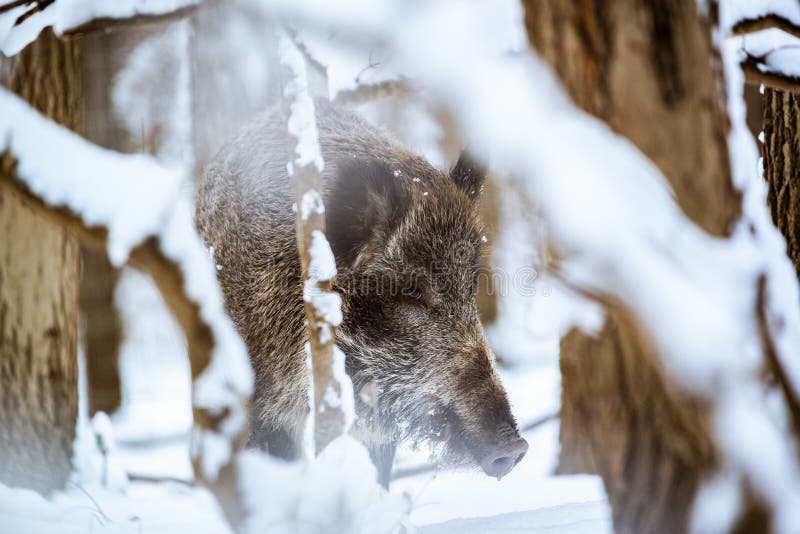 Wild Boar Sus Scrofa in the Winter Snowy Forest Stock Photo - Image of ...