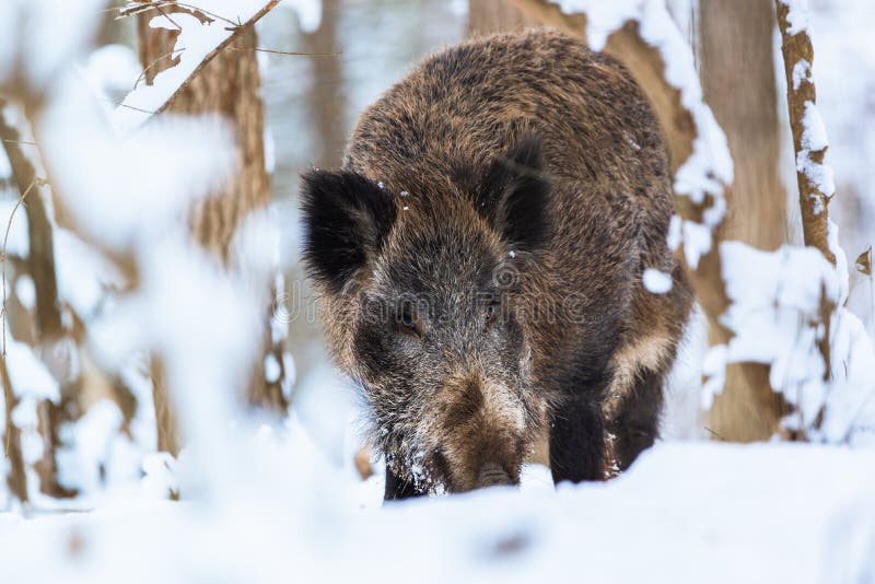 Wild Boar Sus Scrofa in the Winter Snowy Forest Stock Image - Image of ...