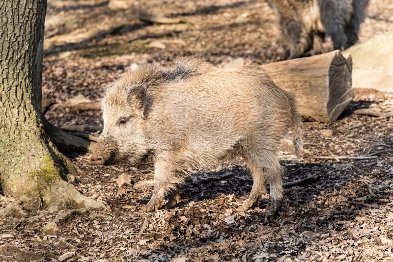 Wild Boar Sus Scrofa Scrofa in the Wood Stock Photo - Image of sows ...