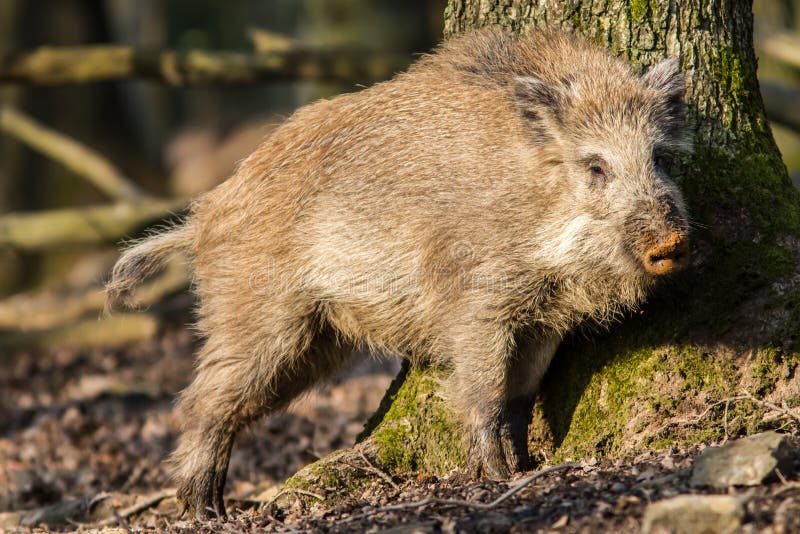 Wild Boar Sus Scrofa Scrofa in the Wood Searching for Food Stock Photo ...