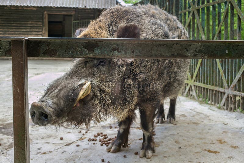 The wild boar Sus scrofa stock photo. Image of large - 141571144
