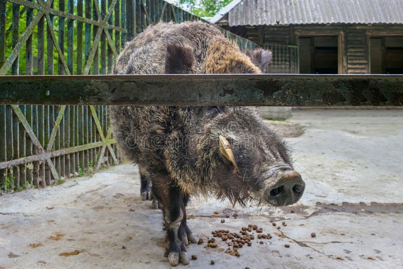 The wild boar Sus scrofa stock photo. Image of dangerous - 153017474
