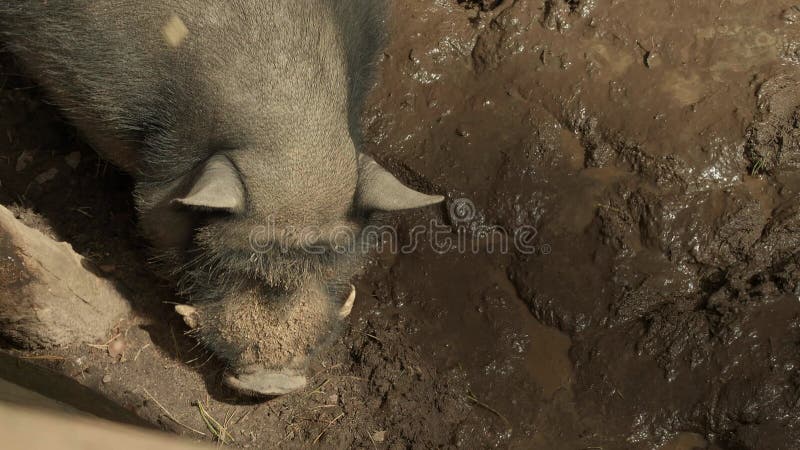Wild Boar Taking a Mud Bath in a Slimy Pond. Stock Footage - Video of ...