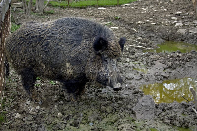 Wild boar stock photo. Image of pool, ears, animal, male - 33181194