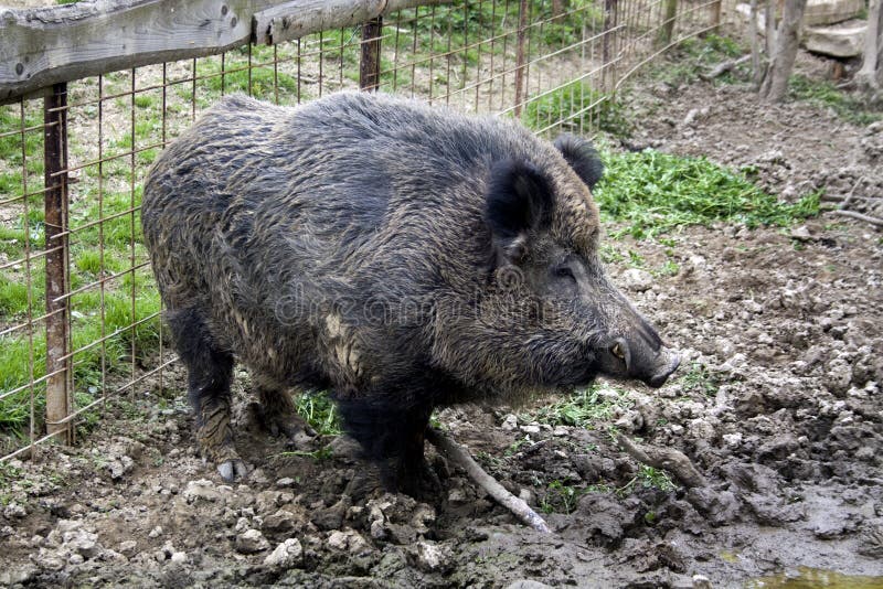 Wild boar stock image. Image of animal, wild, ears, boar - 33215025