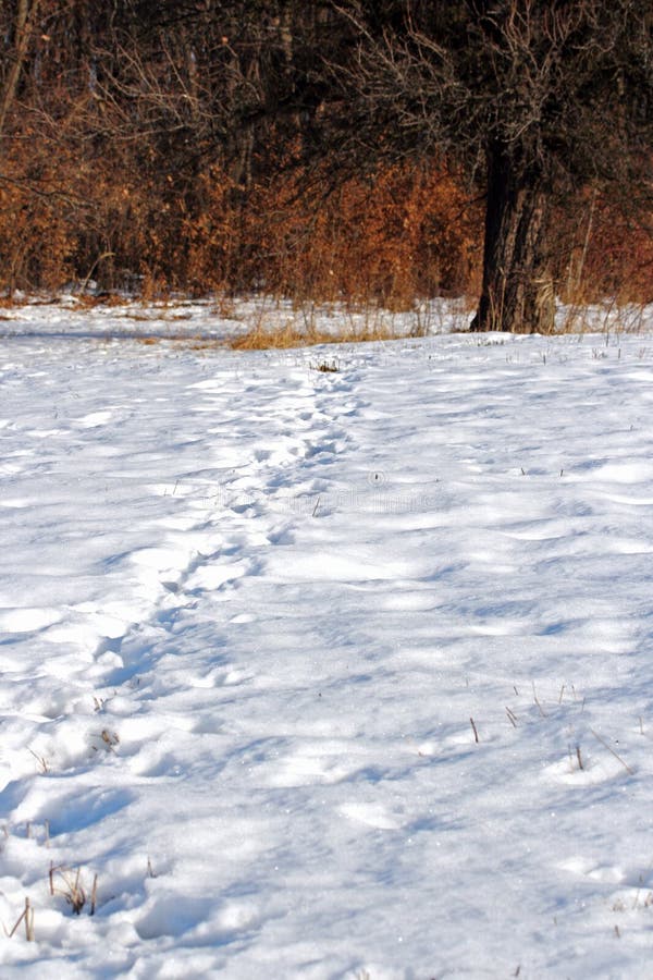 Wild boar tracks stock photo. Image of animal, foliage - 28387616