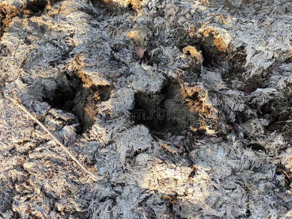 Wild Boar Tracks on Dry Ground Stock Photo - Image of animal, track ...