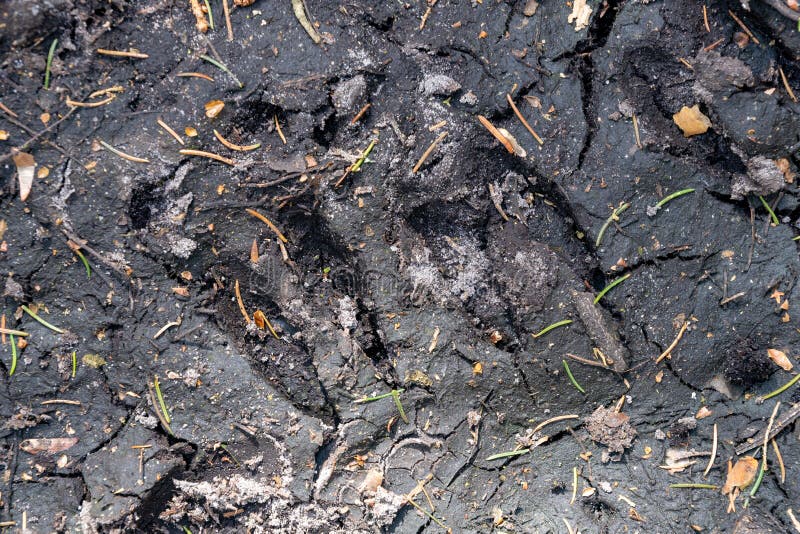 Wild Boar Tracks on a Forest Road. Wild Game Tracks in the Forest Stock ...