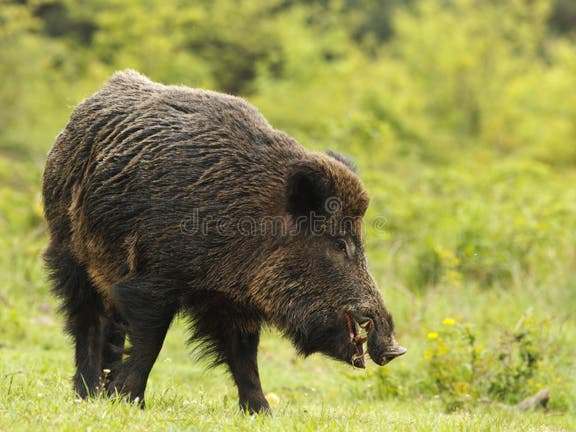 Wild boar with tusks stock image. Image of chap, brown - 20670941