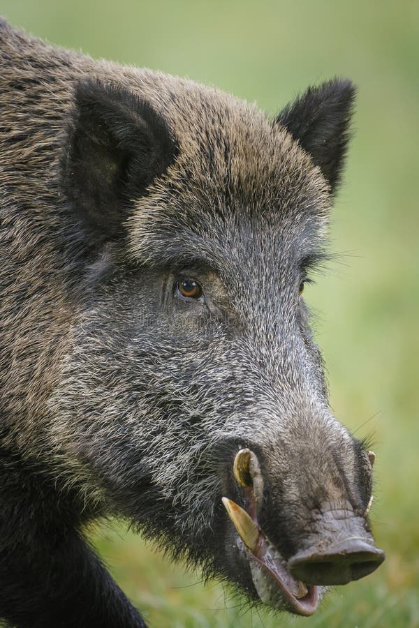 Impressive boar close-up stock photo. Image of charge - 93070058