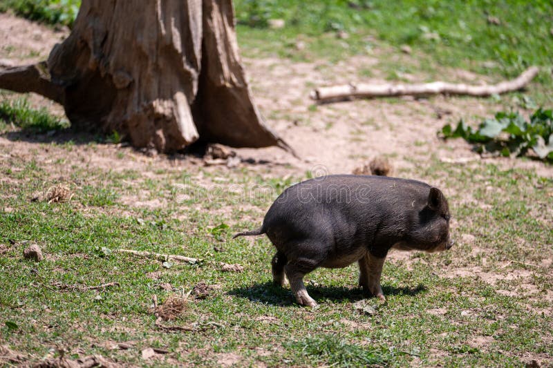 A wild boar urinating stock image. Image of scrofa, wilderness - 305637531