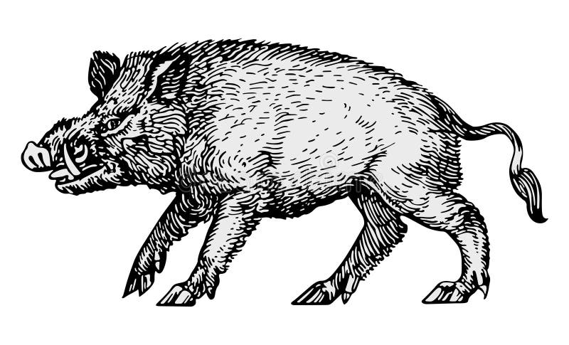 Wild boar vector stock vector. Illustration of insignia - 4862349