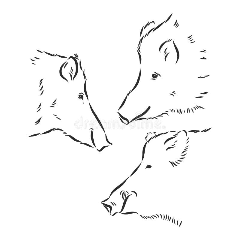 Wild Boar, Vector Hand-drawn Modern Illustration. Wild Boar Vector ...