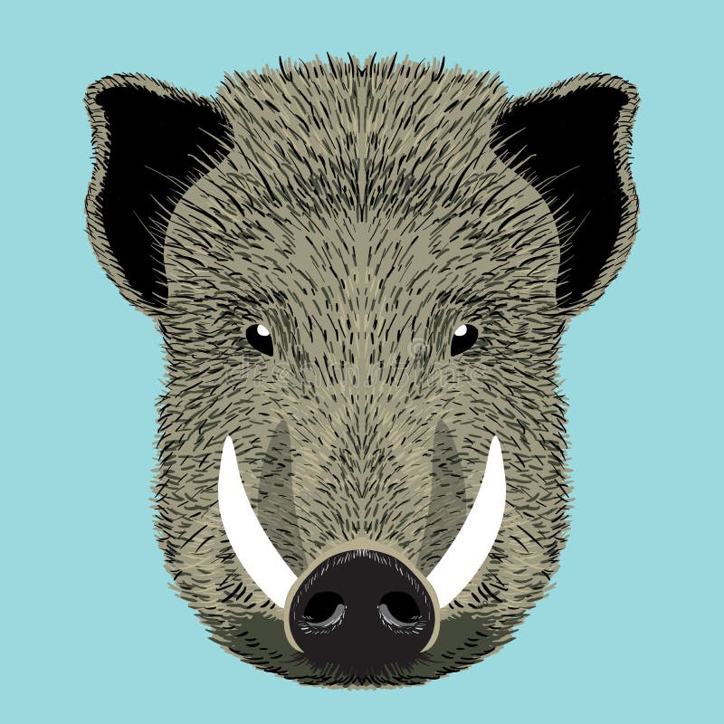 Wild boar illustration stock vector. Illustration of danger - 73565549