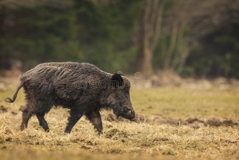Wild boar walking stock image. Image of wild, trees, formidable - 30648145
