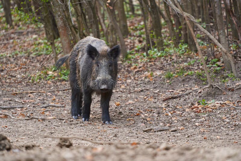 Wild Boar Walking in Forest Clearing Stock Photo - Image of mammal ...