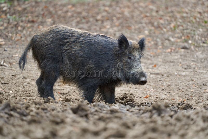 Wild Boar Walking in Forest Clearing Stock Photo - Image of rooting ...