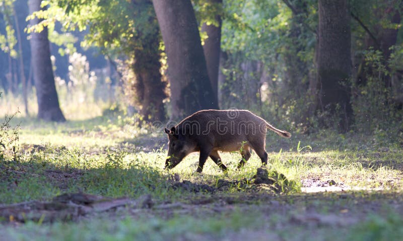 Wild boar stock image. Image of beauty, animal, hunting - 44351839