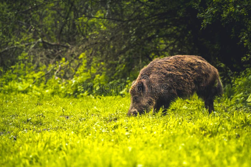 Wild Boar Walking in Forest. Sus Scrofa. Stock Image - Image of spring ...