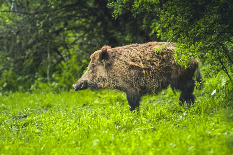 Wild Boar Walking in Forest. Sus Scrofa. Stock Image - Image of ...