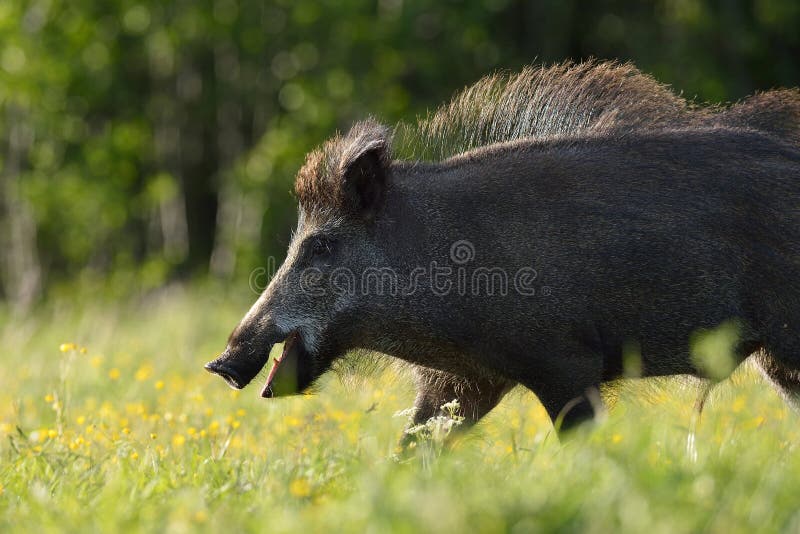 Wild boar walking stock photo. Image of brave, late, european - 55417286