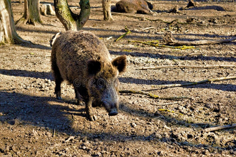 Wild Boar Walking in the Sunny Forest Stock Photo - Image of ...