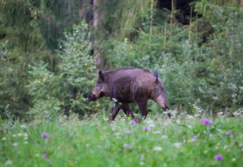 Wild boar stock photo. Image of hunt, brown, hunting - 123700518