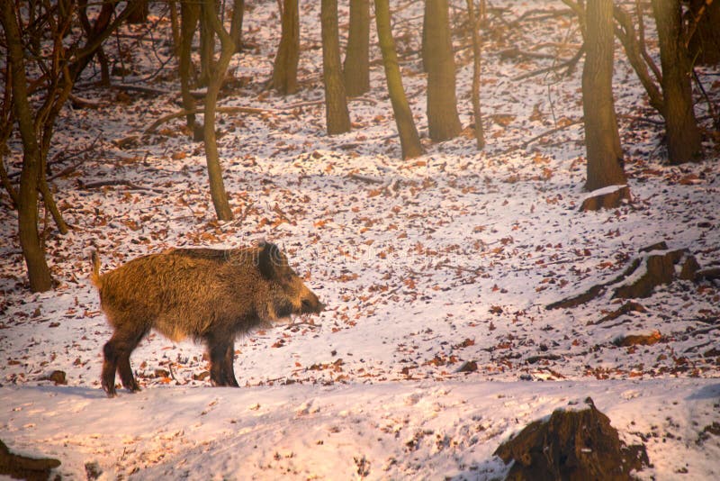 Wild boar stock image. Image of scrofa, frost, omnivores - 123401985