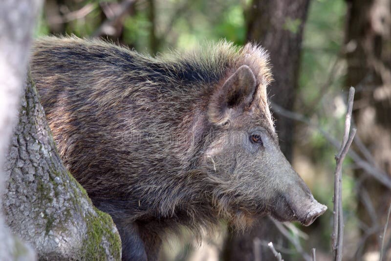 Wild boars head on wall stock photo. Image of wild, stuffed - 5556998