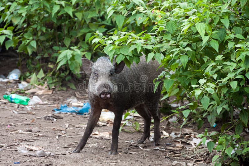 Wild Boar Pig Razorback Hog Stock Images - Download 132 Royalty Free Photos