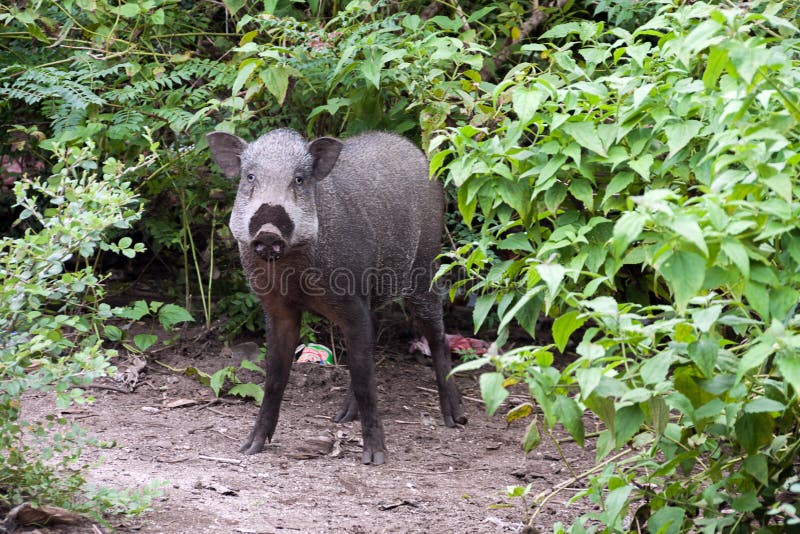 135 Wild Boar Pig Razorback Hog Stock Photos - Free & Royalty-Free ...