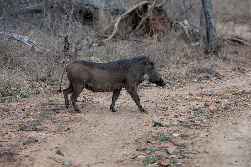 Wild Boar stock image. Image of marching, brown, wildlife - 62754857