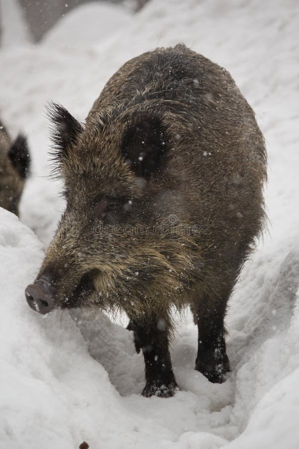 Wild boar in winter stock photo. Image of snowy, wild - 23996150