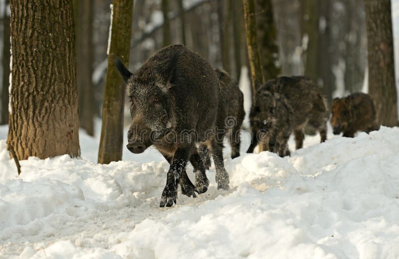 Wild boar in winter stock photo. Image of nature, omnivorous - 29365280
