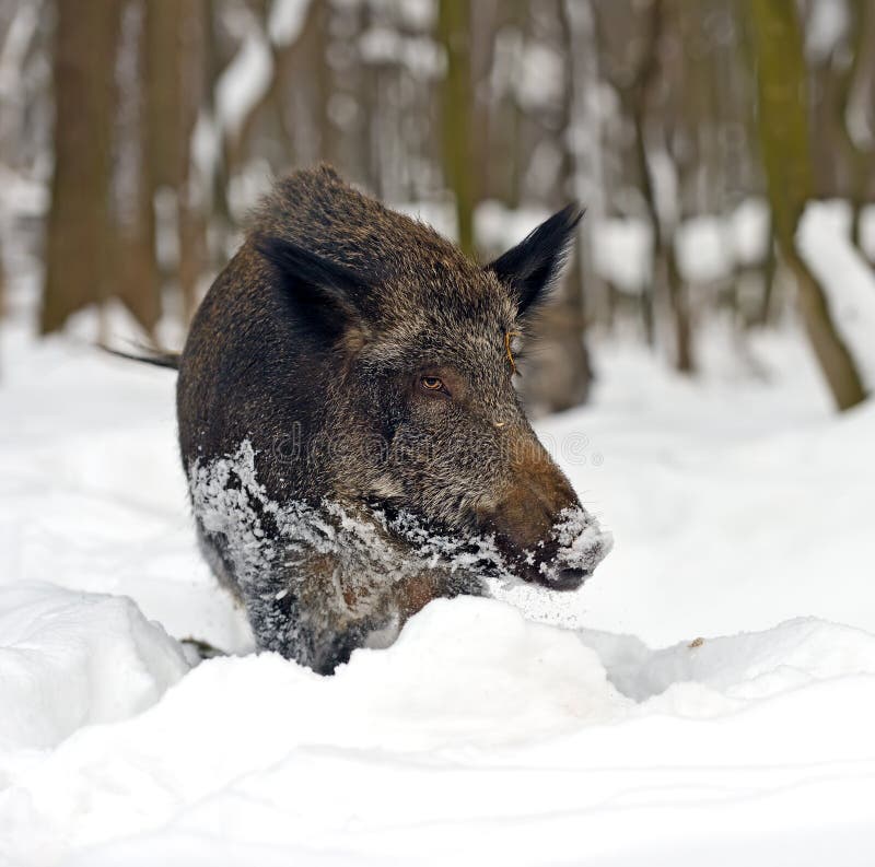 Wild boar stock photo. Image of landscape, farm, habitat - 43610522