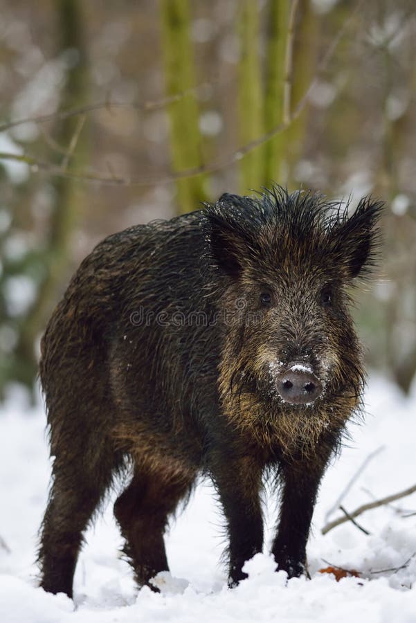 Wild Boar in the Winter Forest Stock Image - Image of boar, herd: 105587255