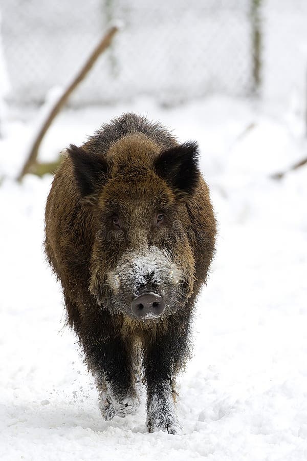 Wild boar in winter stock image. Image of snow, mammal - 128108759