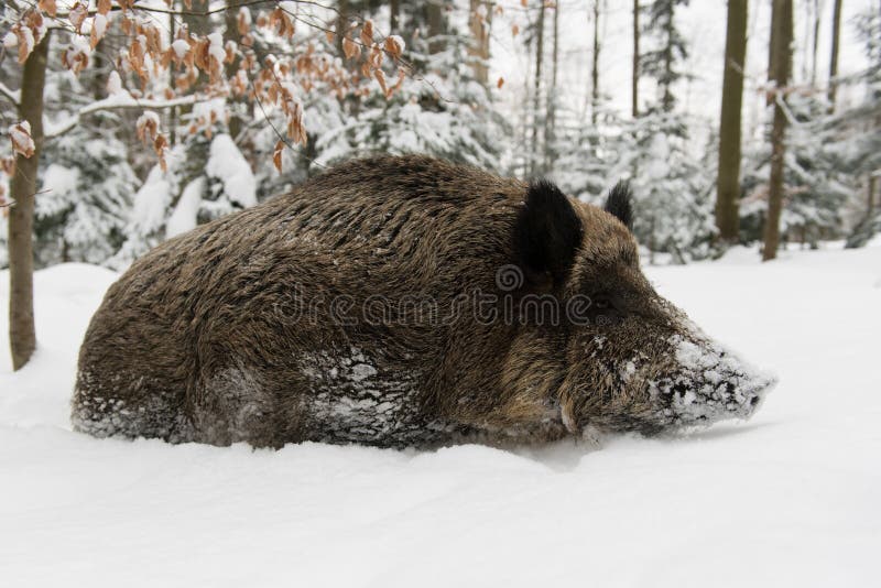 Wild boar stock photo. Image of mammal, forest, wild - 30263782