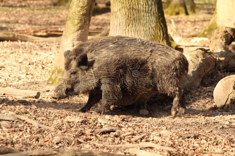Wild boar stock photo. Image of spring, breed, animal - 92989342