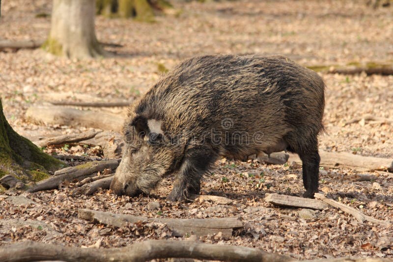 Wild boar stock photo. Image of animal, fall, field, swine - 92990028